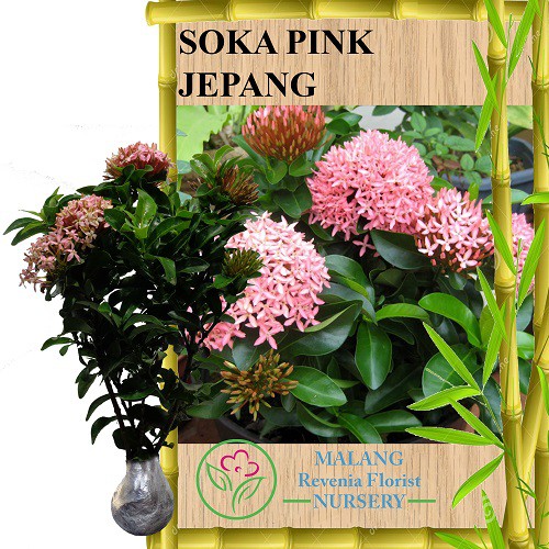 Jual Tanaman Bunga Soka Pink Jepang (Tinggi 30-40 cm) | Shopee Indonesia