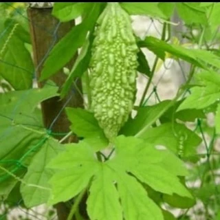 Jual Daun Pare Terlengkap & Harga Terbaru Juni 2024 | Shopee Indonesia