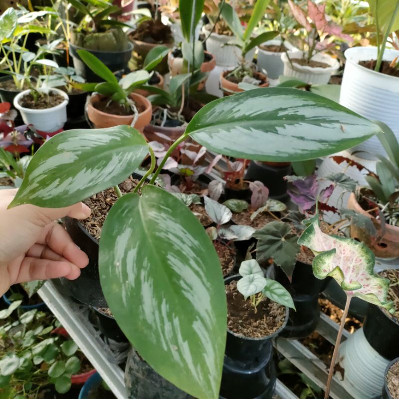 Jual Tanaman scindapsus Offinalis ( Khusus P.Jawa dan Bali) | Shopee ...