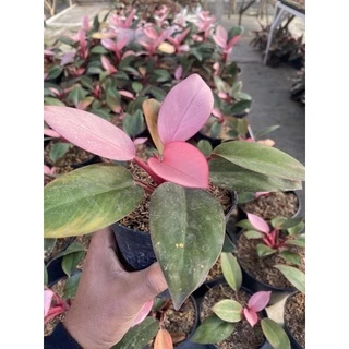 Produk yonopendik55 | Shopee Indonesia