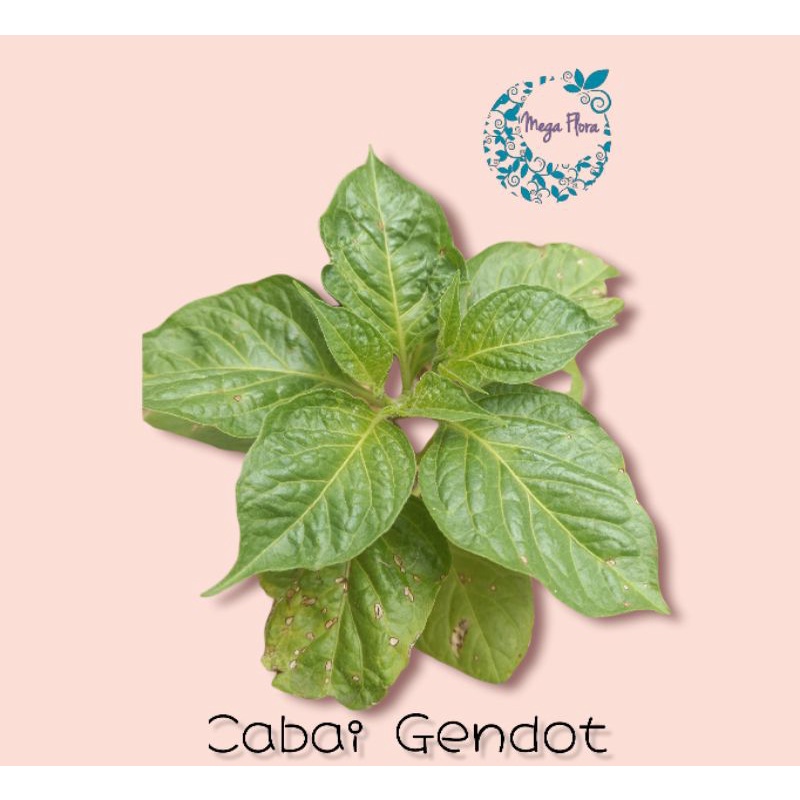 Jual Tanaman Cabai Gendot Cabe Bibit Gendol Gondol | Shopee Indonesia