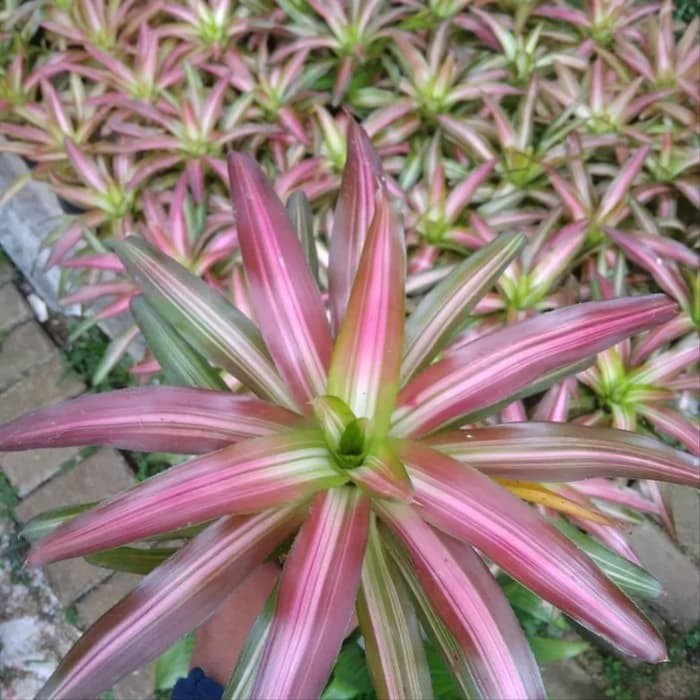 Jual TANAMAN HIAS BROMELIA TRICOLOR / POHON HIAS BROMELIA TRICOLOR ...