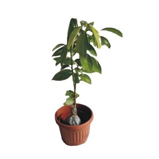 Jual bibit kayu manis Harga Terbaik & Termurah September 2025 | Shopee ...