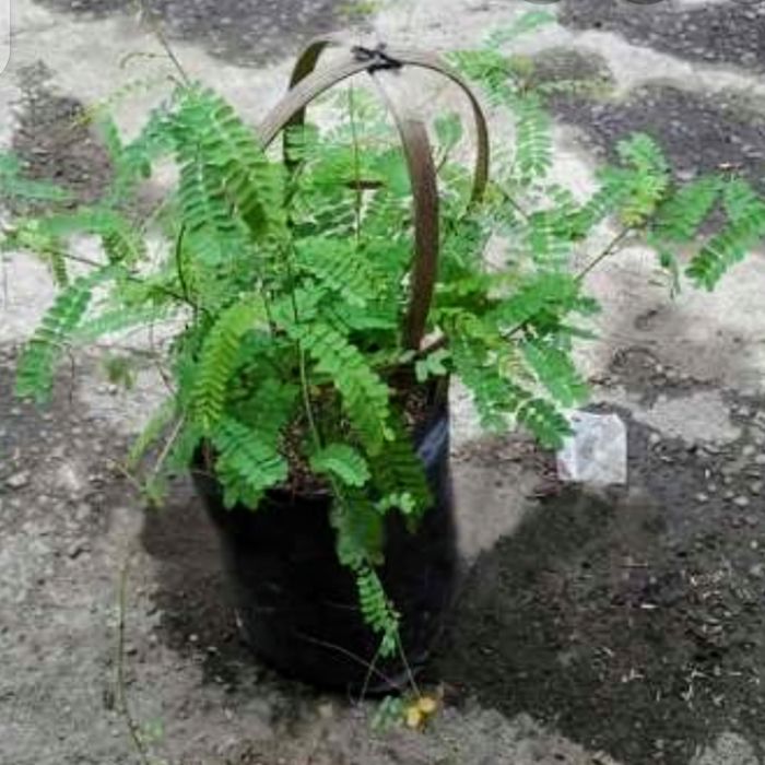 Jual tanaman herbal pohon saga - daun saga | Shopee Indonesia