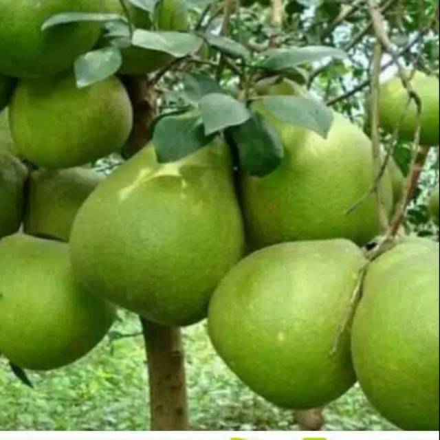 Jual Jeruk Bali Kwalitas No 1 | Shopee Indonesia