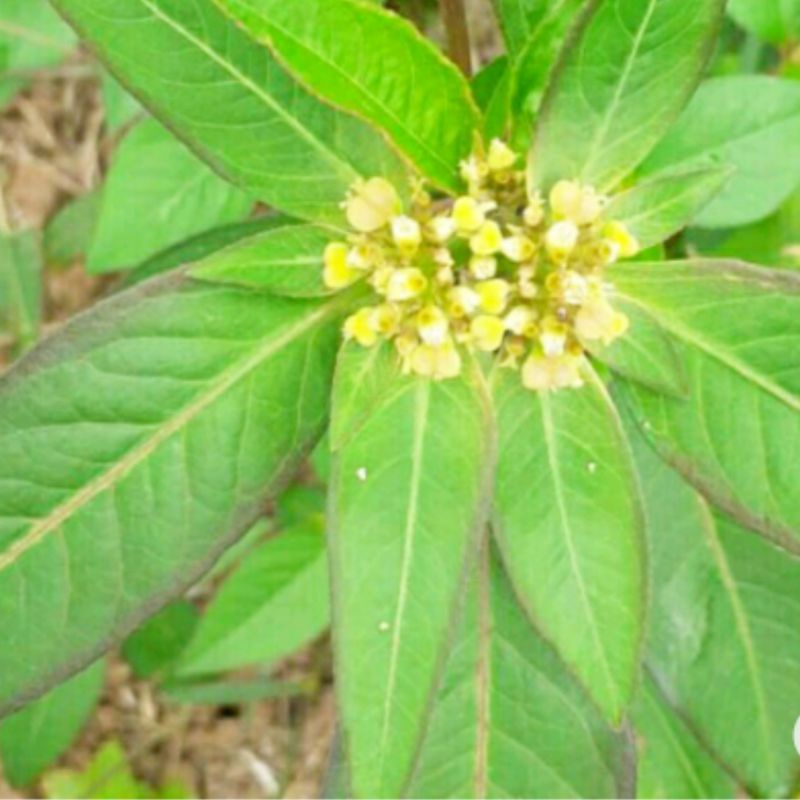 Jual Daun patik mas atau kate mas atau daun kastroli sena segar ...