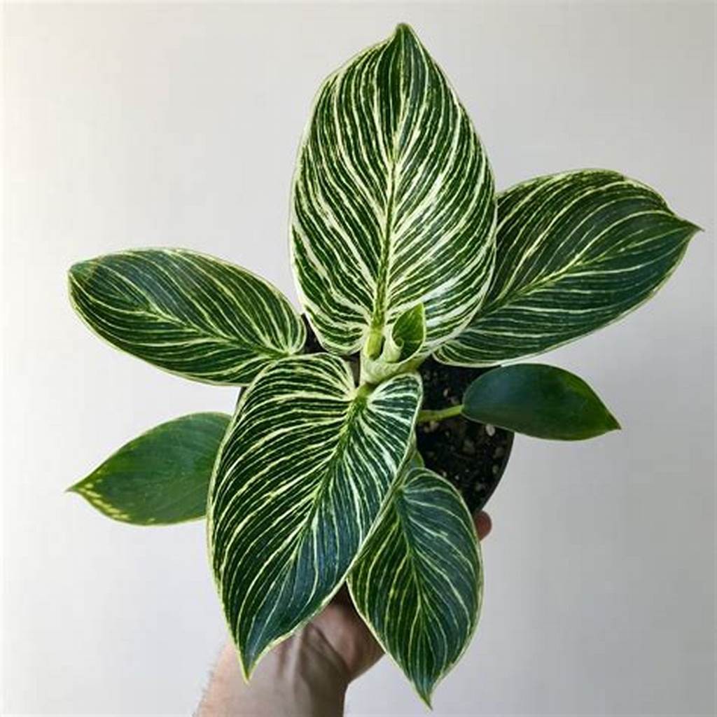 Jual PHILODENDRON BIRKIN, PHILO BIRKIN, philo berkin | Shopee Indonesia