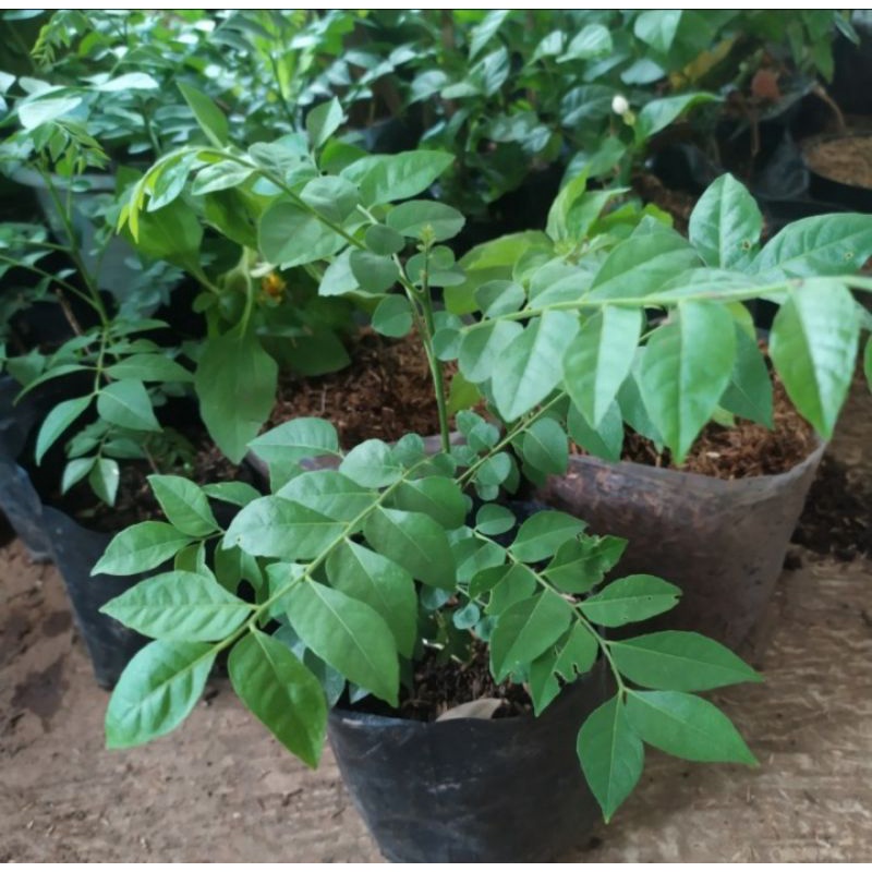 Jual Bibit tanaman pohon salam koja/daun kenari | Shopee Indonesia