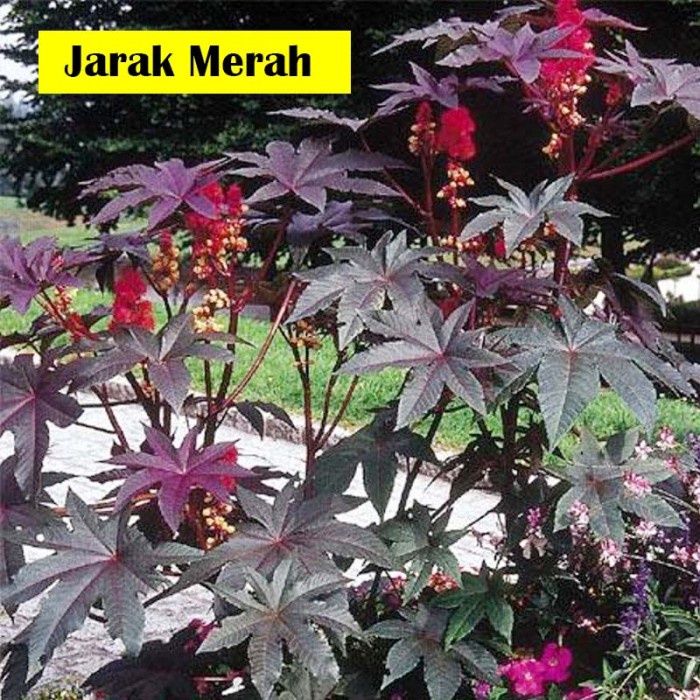 Jual Tanaman Obat Jarak Merah | Shopee Indonesia