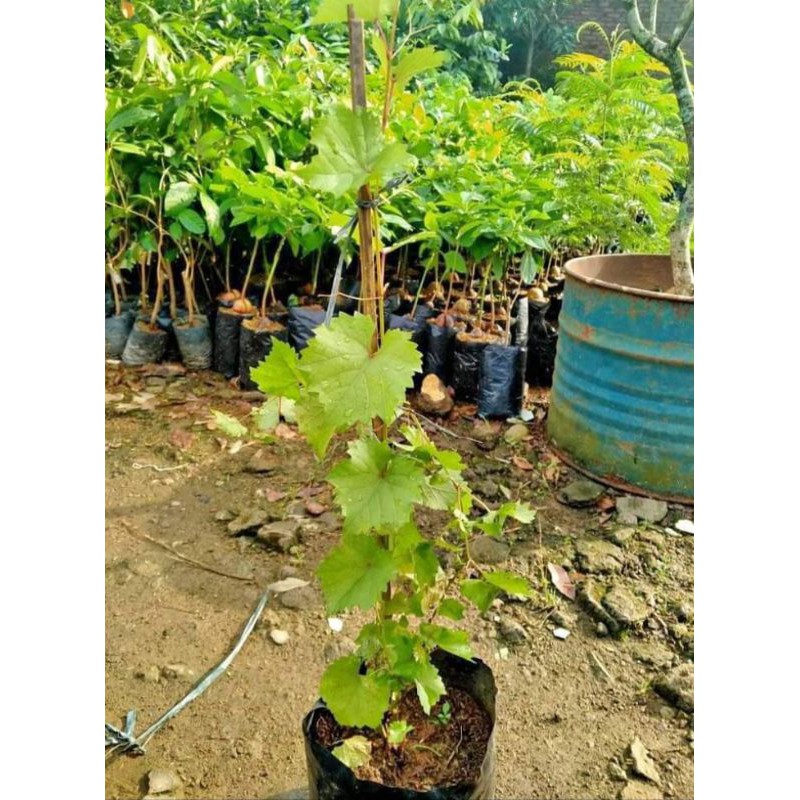 Jual bibit tanaman anggur hijau isabella | Shopee Indonesia