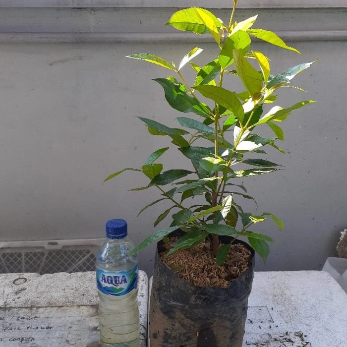 Jual Tanaman Daun Salam, Daun Bumbu Masak, Daun Rempah | Shopee Indonesia