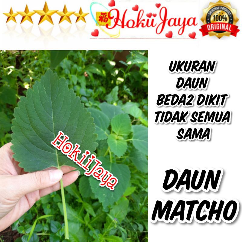 Jual daun matcho isi 10 pcs | Shopee Indonesia
