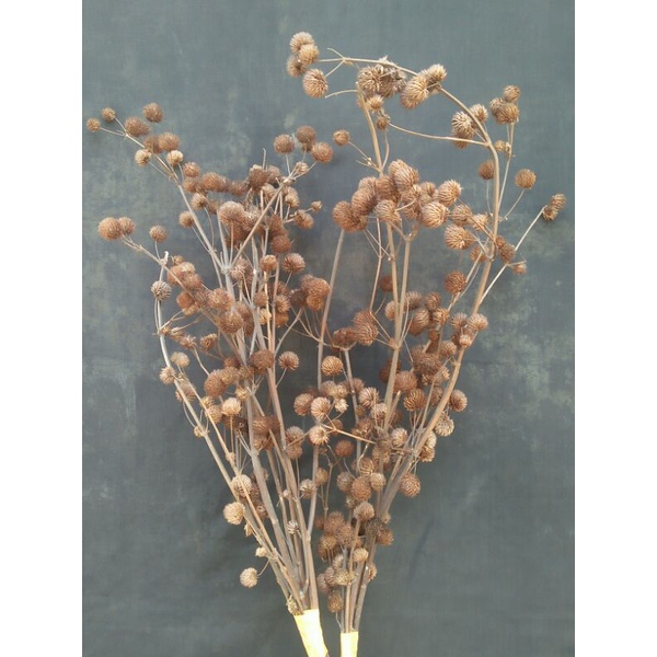 Jual pom pom/bunga kering | Shopee Indonesia