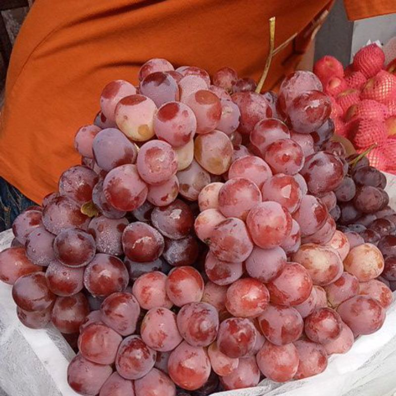 Jual Anggur merah (500 Gram) | Shopee Indonesia