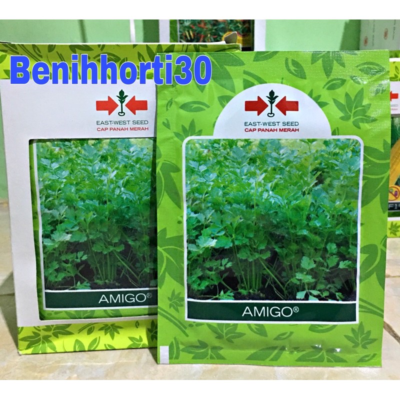 Jual Benih Seledri Amigo isi 20 gram | Shopee Indonesia Jual Benih Seledri Amigo isi 20 gram | Shopee Indonesia