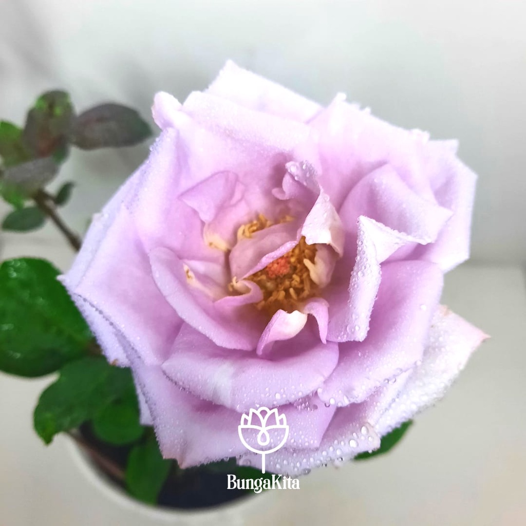 Jual Tanaman Hias Bunga MAWAR UNGU WANGI | Shopee Indonesia