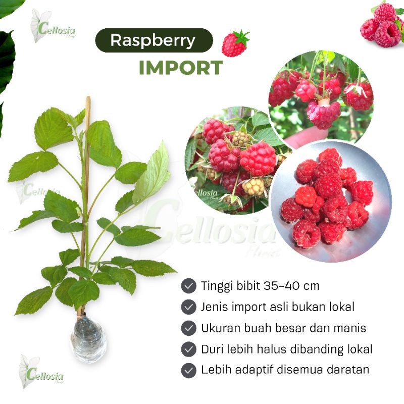 Jual Bibit Tanaman Buah Rasberi Import / Raspberry Polka | Shopee Indonesia