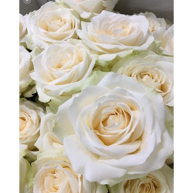 Jual Tanaman Hidup Bunga Mawar WHITE AVALANCE Dewasa-holand putih-mawar ...