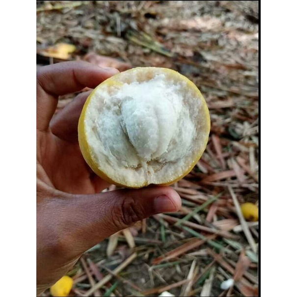 Jual BUAH KECAPI/ BUAH SENTUL MANIS SEGAR 1 kg | Shopee Indonesia