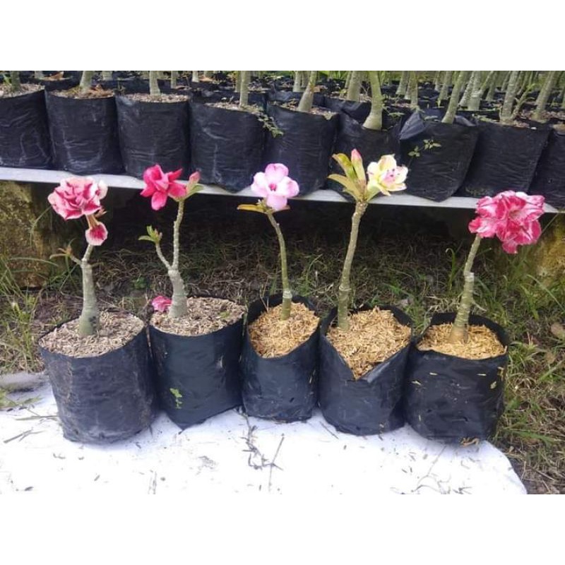 Jual paket 5 id bunga tumpuk (hasil grafting) | Shopee Indonesia