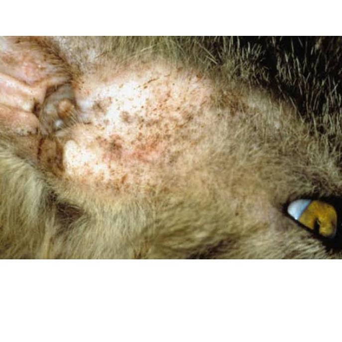 Jual Obat Jamur Anjing Kucing Kitten Griforce Anti Jamur Ringworm ...