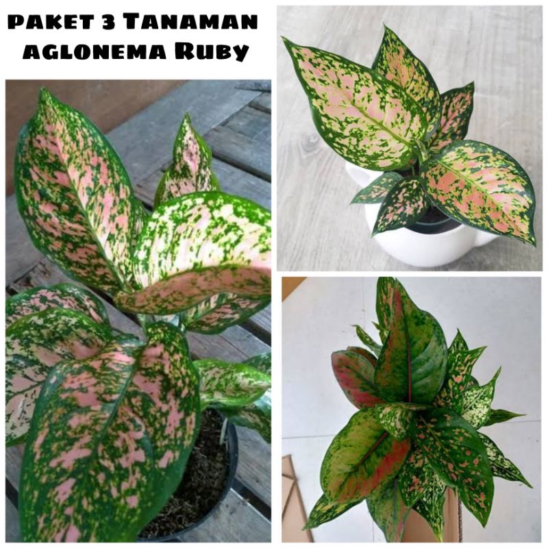 Jual Tanaman paket isi 3 Tanaman Ruby Chiang Mai/Ruby pink (Tanaman ...