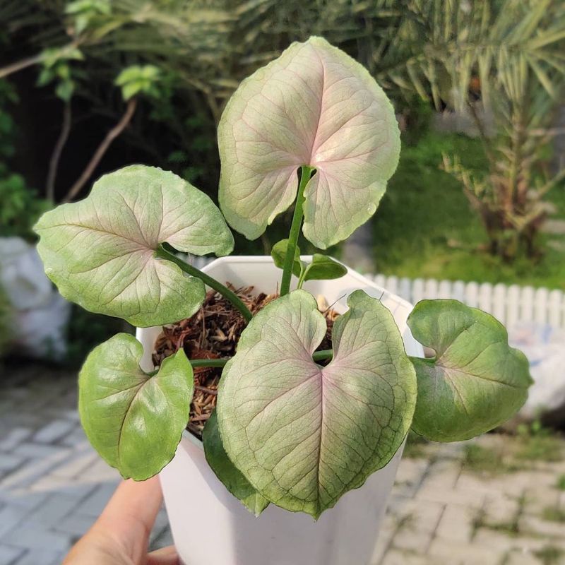 Jual Tanaman hias Syngonium mango Allusion / manggo Allusion | Shopee ...