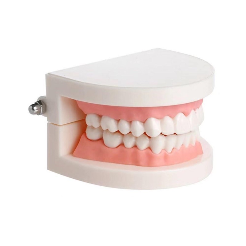 Jual Alice dental model study edukasi dokter gigi phantom studi rahang ...