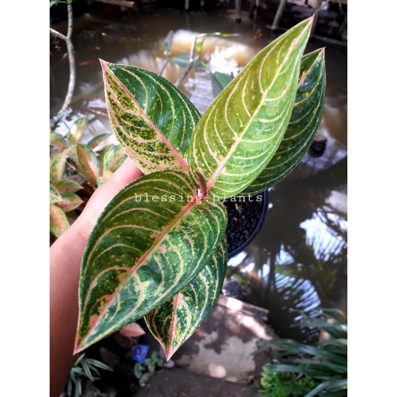 Jual Aglonema Madam Suroyo | Shopee Indonesia