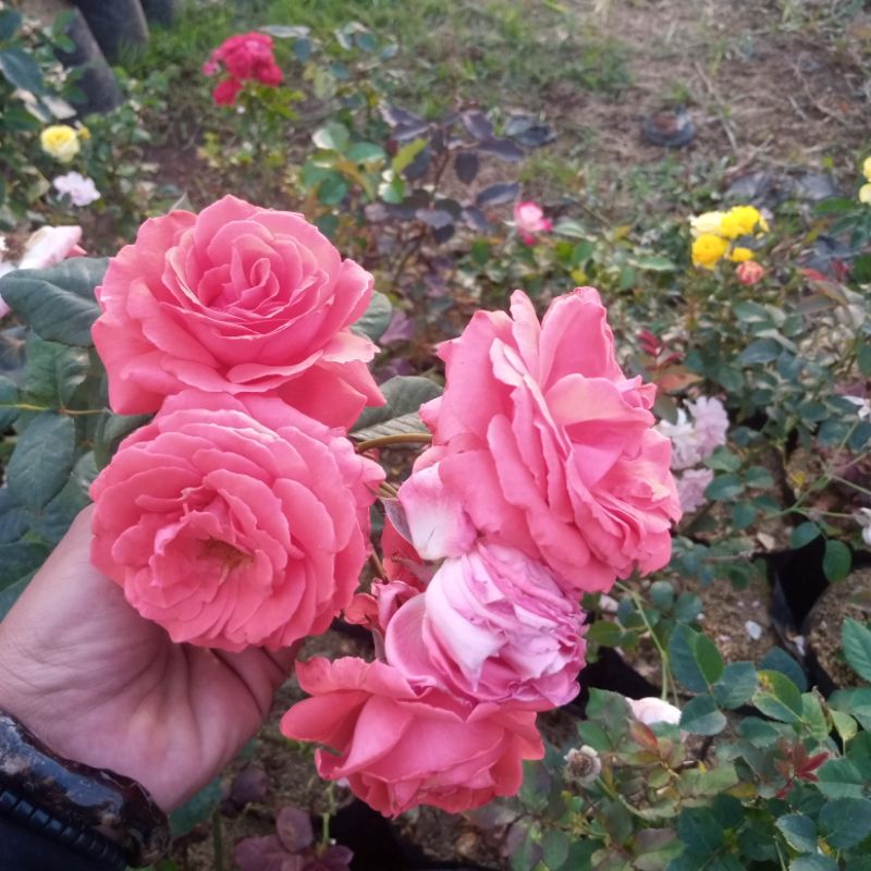 Jual mawar rambat paket 3 plant | Shopee Indonesia