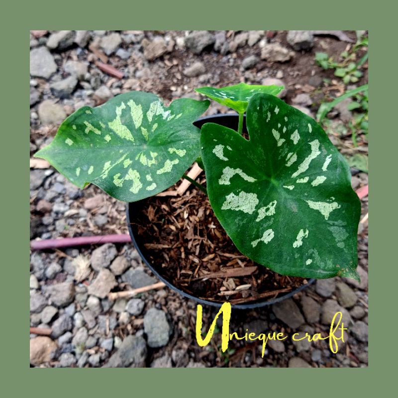 Jual Tanaman hias caladium army lokal - keladi army | Shopee Indonesia