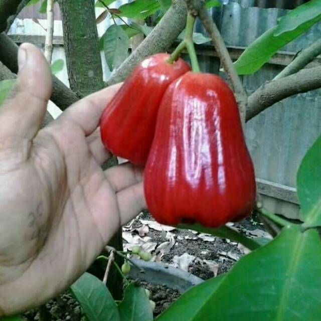 Jual Bibit Jambu Air Madu Kualitas Unggul Kesuma Merah/Madu Deli Merah ...