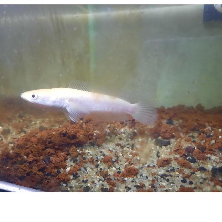 Jual SALE!! KODE-655 C striata albino red eyes 4-5cm | Shopee Indonesia