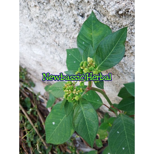 Jual daun kate mas daun petik mas suduk mentul fresh 500g | Shopee ...