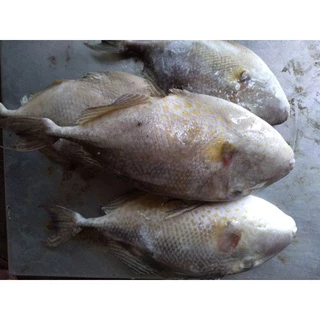 Jual Ikan Etong Terlengkap & Harga Terbaru Agustus 2024 | Shopee Indonesia