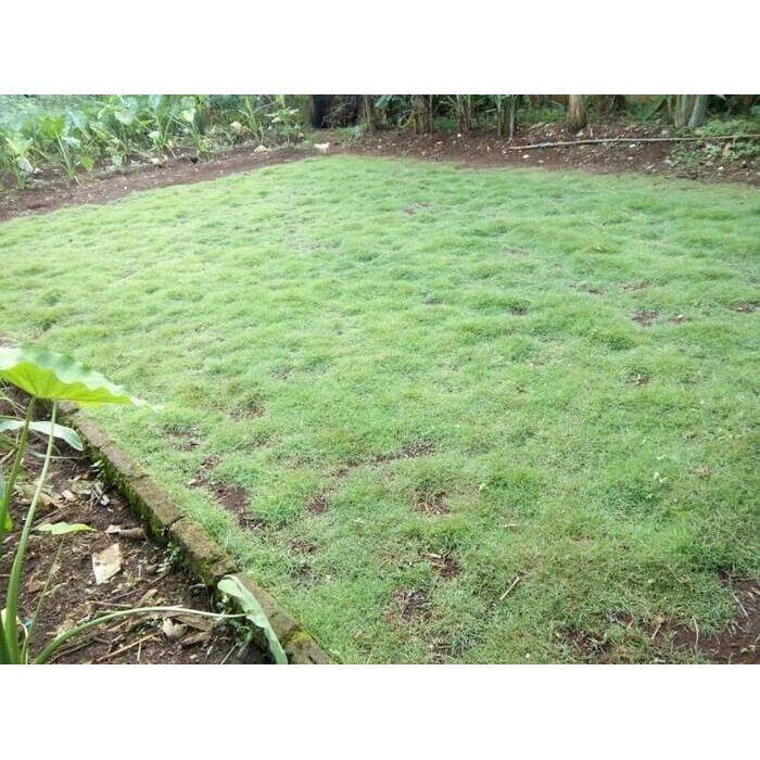 Jual jual rumput jepang / rumput peking/ rumput jepang | Shopee Indonesia