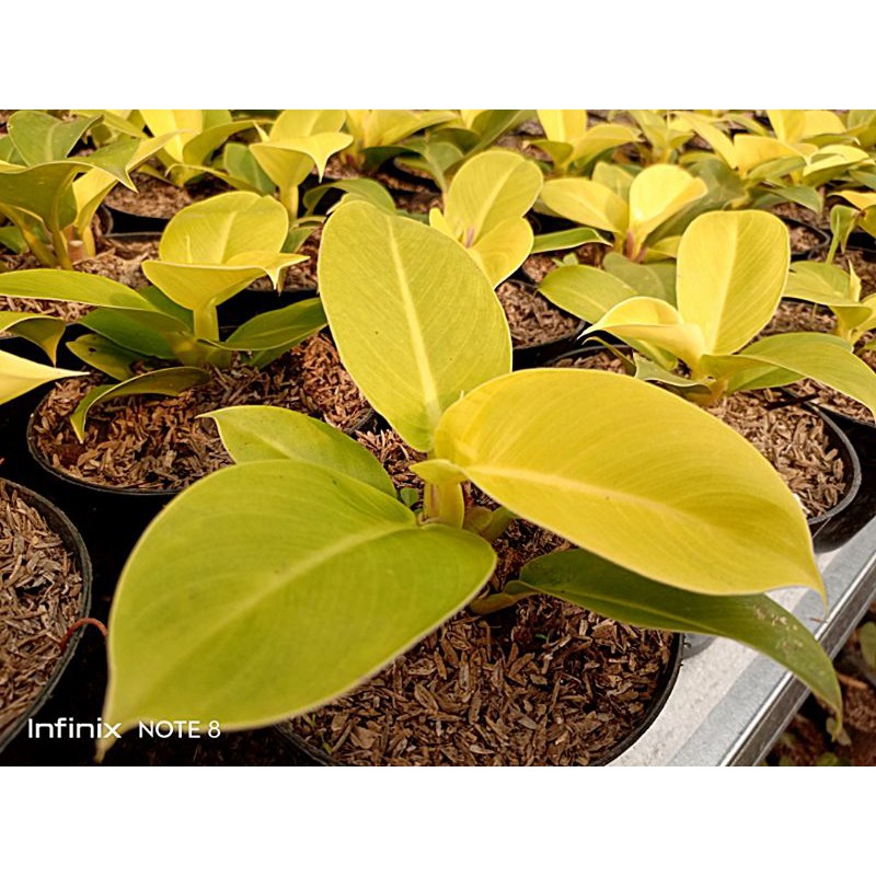 Jual tanaman hias philodendron moonlight-philo moonlight phillo lemon ...