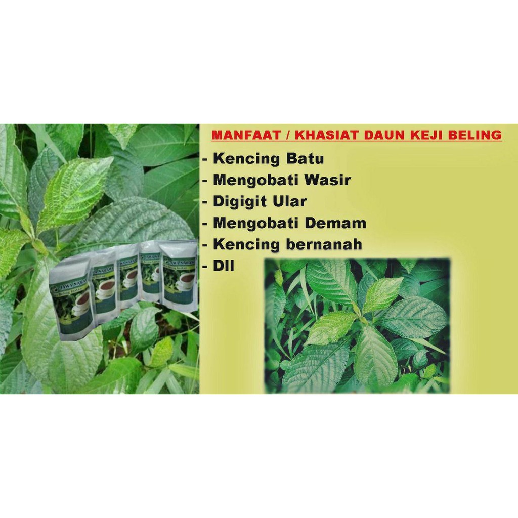 Jual Keji beling(biji beling) | Shopee Indonesia