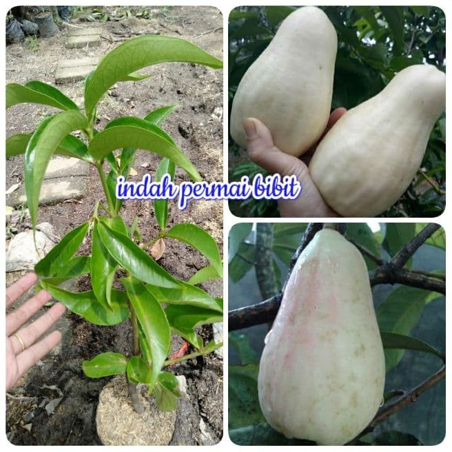 Jual bibit jambu bol jamaica putih Wisata Agrotani | Shopee Indonesia