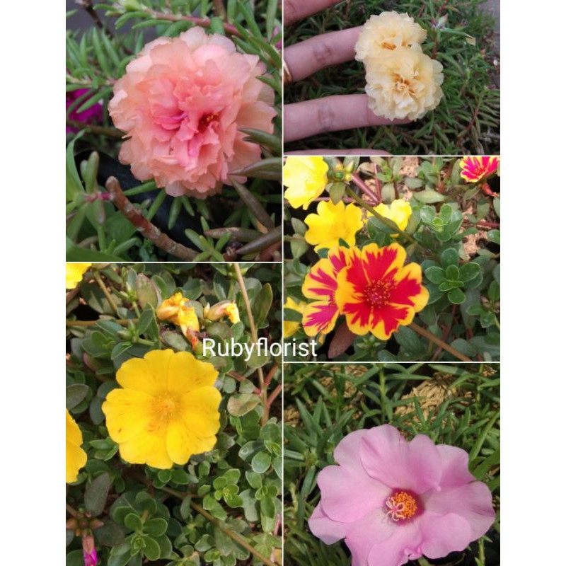 Jual 10 Bibit Tanaman Bunga Moss Rose/krokot (sudah jadi tanaman bukan ...