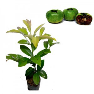 Jual Sawo Hitam (Black Sapote) | Shopee Indonesia