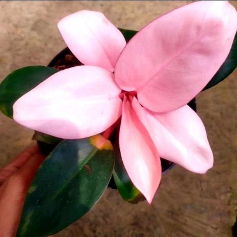 Jual Tanaman Hias Philodendron Pink Congo / Tanaman Hias Philo Congo ...