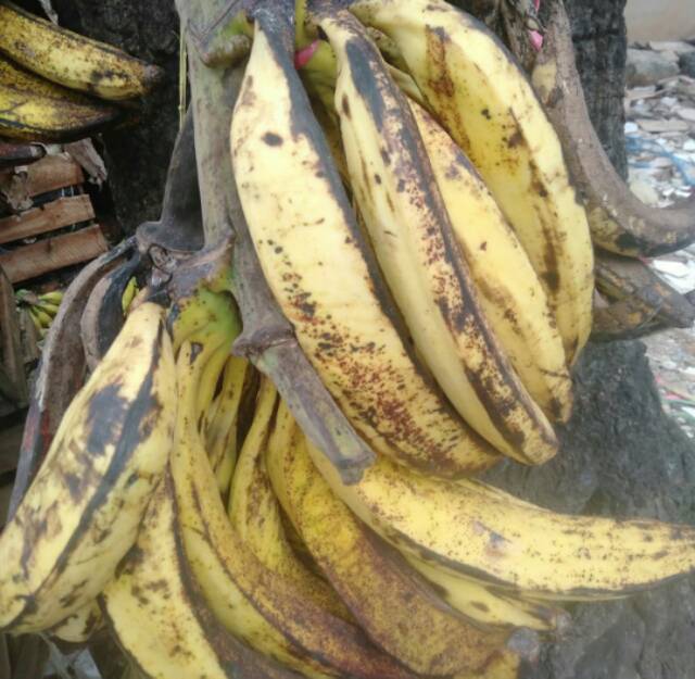 Jual BUAH PISANG TANDUK SUPER MANIS 1 PCS | Shopee Indonesia