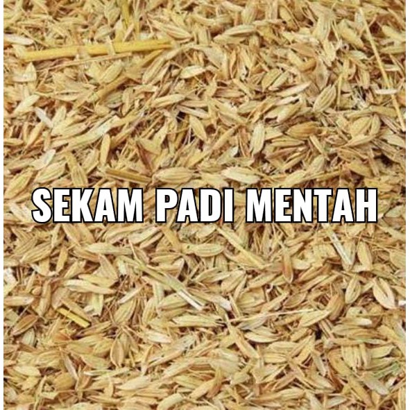Jual Media Tanam Sekam Padi Mentah 1Kg | Shopee Indonesia