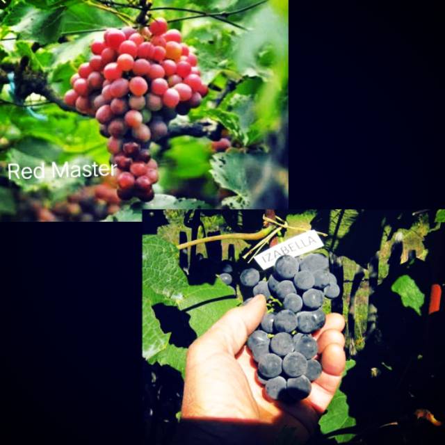 Jual PROMO 2 BIBIT ANGGUR (RED MASTER DAN ISABELLA) | Shopee Indonesia