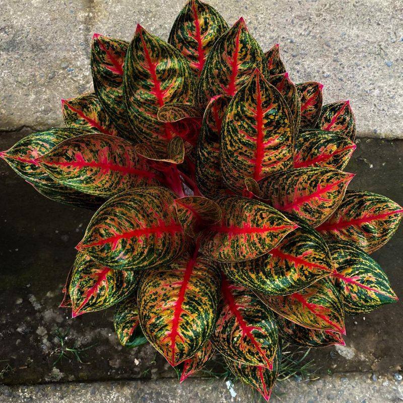 Jual Aglonema Widuri remaja Tanaman Hias Aglaonema Widuri murah ...