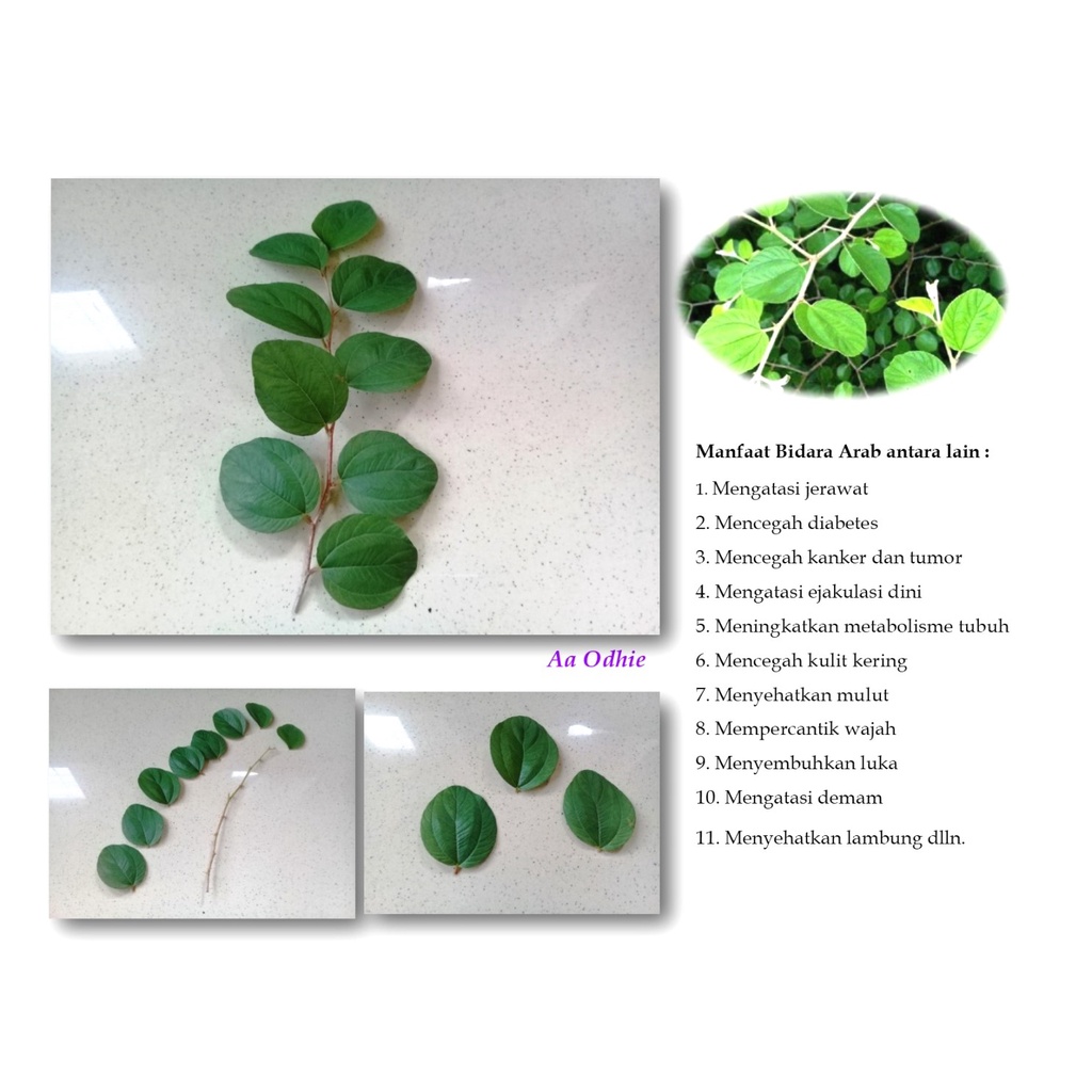 Jual Daun Segar Tanaman Bidara Arab Paket 100 Pcs Widara Ziziphus ...