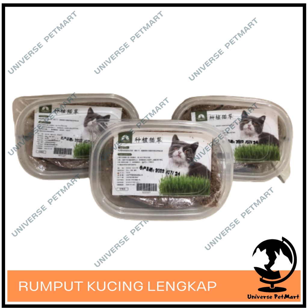 Jual Paket Rumput Kucing Lengkap / Cat Wheat Grass Box | Shopee Indonesia