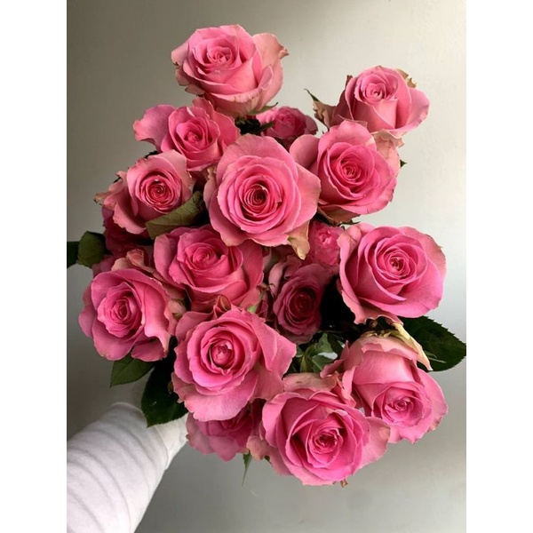 Jual Mawar Import SWEET UNIQUE- Ukuran dewasa-Mawar Wangi-Mawar besar ...