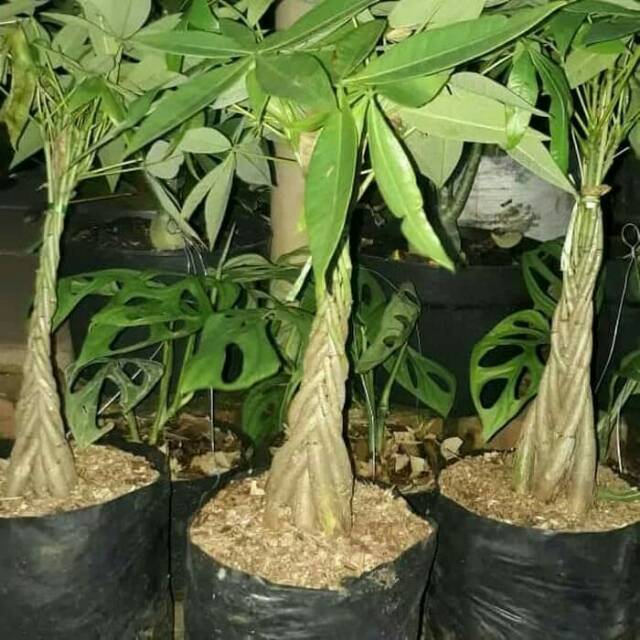 Jual Tanaman hias indoor pembawa hoky - pacira 9 - pacira kepang 9 ...